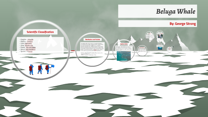 Beluga Whale by George Strong