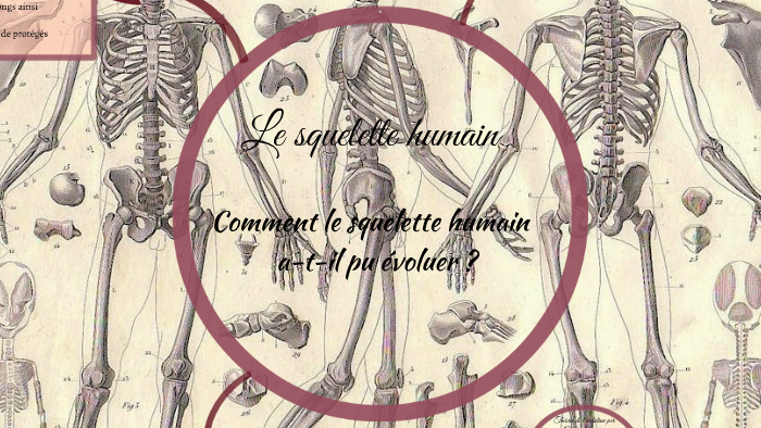 Le squelette humain by angeline vogel on Prezi