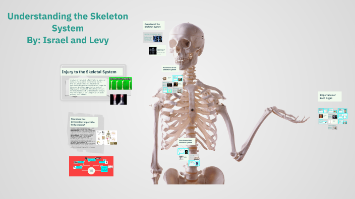 Understanding the Skeleton System by levy dzuno on Prezi
