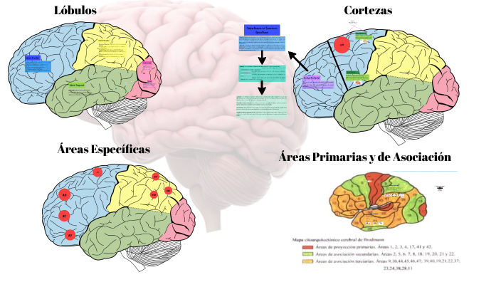 Neuroscience: The Secrets of the Brain by micaela contreras on Prezi