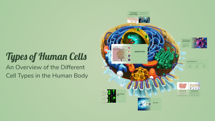 Types of Human Cells by Abril Serrat on Prezi