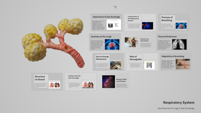 Respiratory system by patrick pullen on Prezi