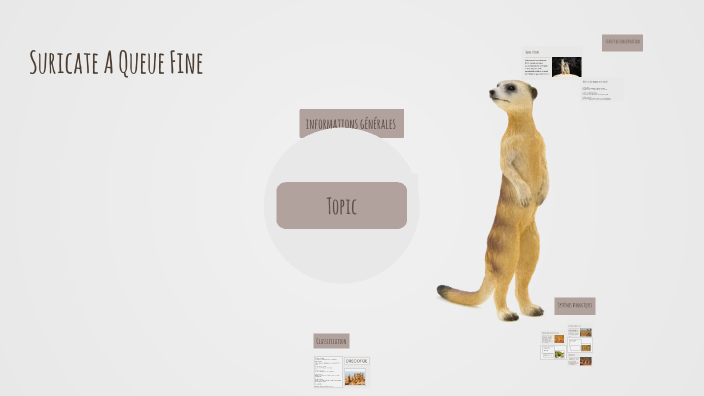 Suricate A Queue Fine by kylee elliott on Prezi