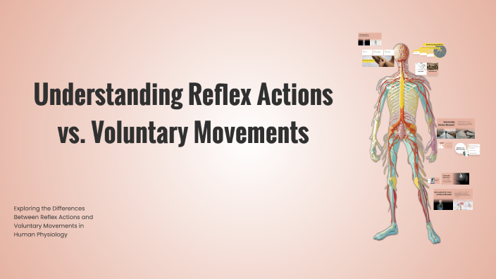 Understanding Reflex Actions vs. Voluntary Movements by Ahmed Bulbul on ...