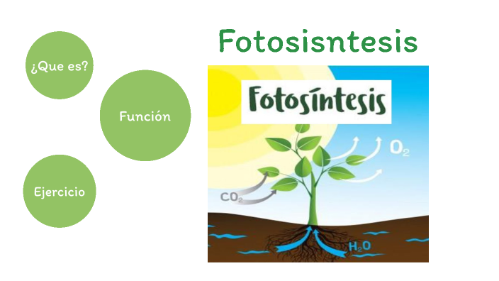 Fotosintesis-Los reales by Dana Gabriela Medina Cuellar on Prezi