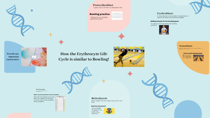 Erythrocyte Life Cycle by Owen Snustad on Prezi