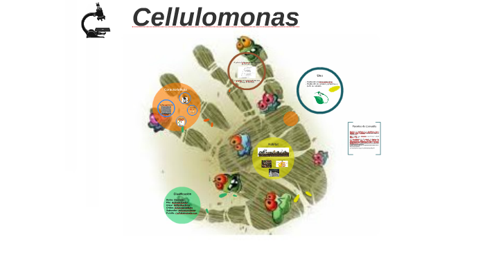 Cellulomonas by Brenda Mariano on Prezi