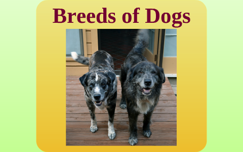 Breeds of Dogs by Amber Rottinghaus on Prezi