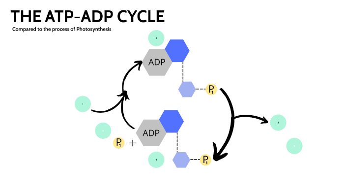 ATP-ADP CYCLE by Jenibel Acolos