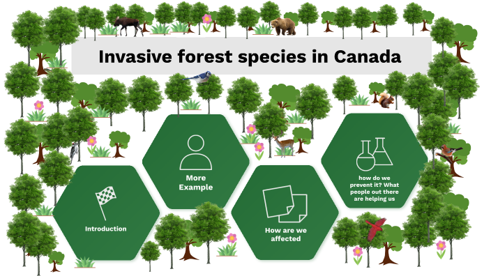 Invasive species of Canada by Julian Wang on Prezi