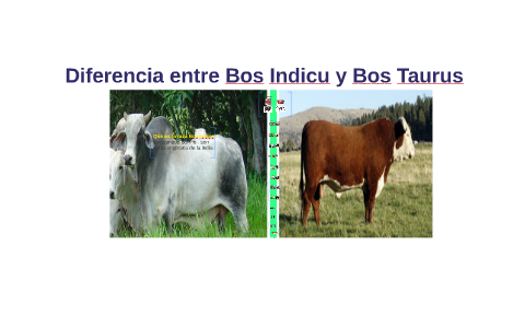 Diferencia entre Bos Indicu y Bos Taurus by arcelio cazon on Prezi