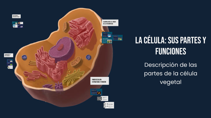 La Célula: Sus Partes y Funciones by Brandon Abad ubaldo on Prezi