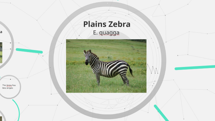Plains Zebra by Carter Durscher
