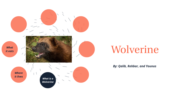 Wolverine Ecology Project by Rehbar Singh on Prezi