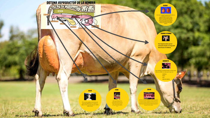 aparato reproductor de la hembra by luis benavides on Prezi