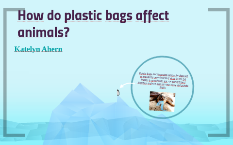 How do plastic bags affect animals? by Katelyn Ahern on Prezi