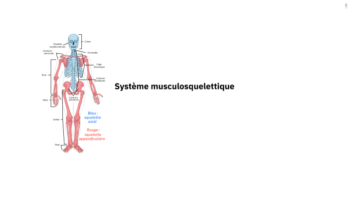 Système musculosquelettique by cyruis kenley on Prezi
