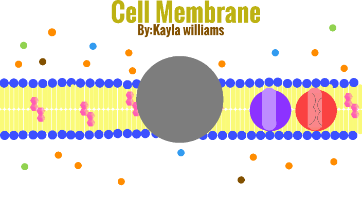 cell membrane project by KAYLA WILLIAMS on Prezi