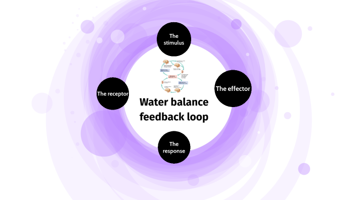 Water balance feedback loop by lucila villanueva on Prezi