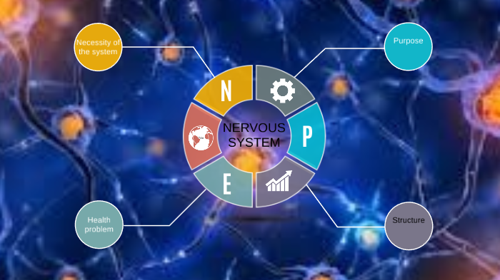 SCIENCE nervous system by Cora Zhang on Prezi