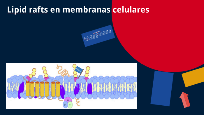 Lipid rafts by Alan García on Prezi