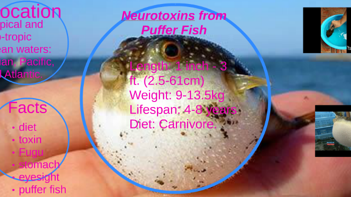 Neurotoxins from Puffer Fish by myron gilmore on Prezi