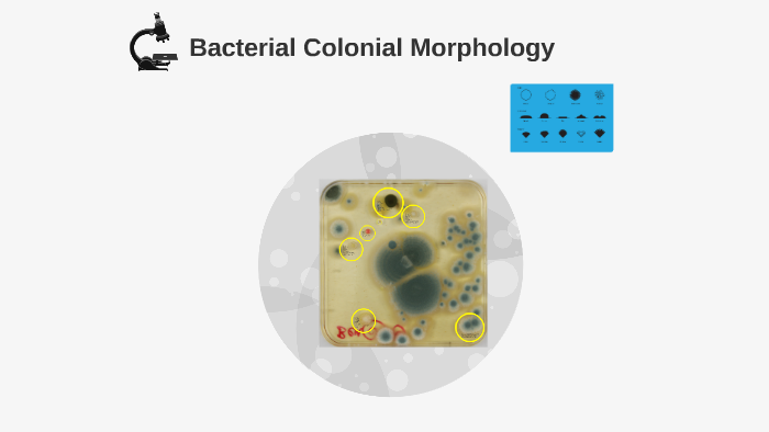 Bacterial Colonial Morphology by Gareth Crossley on Prezi
