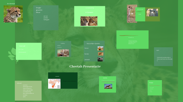 Cheetah Presentation by tomas gatto on Prezi