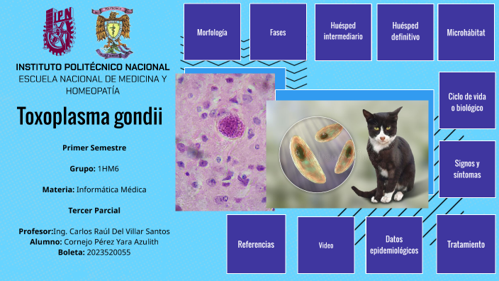 Toxoplasma gondii by YARA AZULITH CORNEJO PEREZ on Prezi