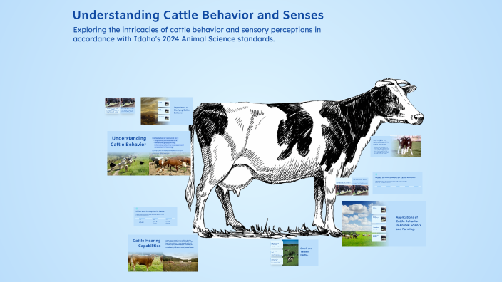 Understanding Cattle Behavior and Senses by Erin Hatch on Prezi