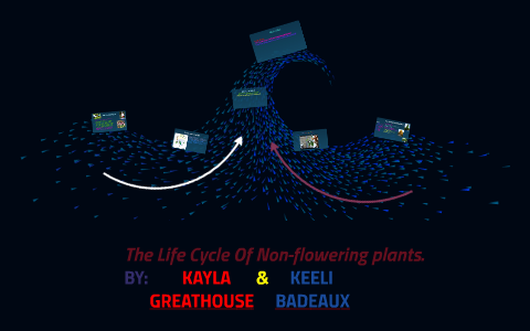 The Life Cycle Of Non-flowering plants. by kewii123 kewii123 on Prezi