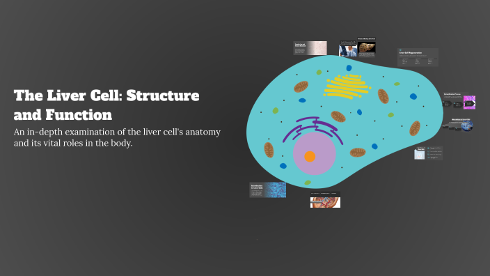 The Liver Cell: Structure and Function by Gs Gw on Prezi