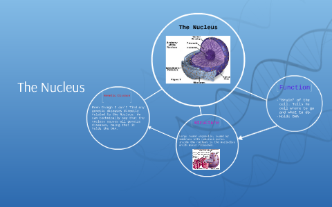 Cells, Organelles, and Normal Cell Function by Grace Trevett on Prezi