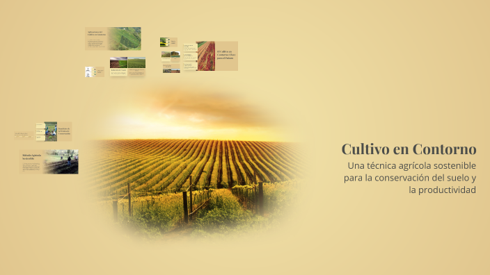 Cultivo en Contorno by vanessa pullutaxi on Prezi