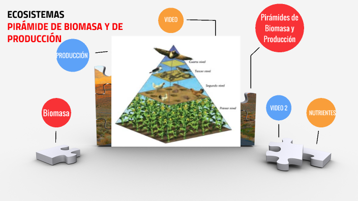 PIRAMIDE DE BIOMASA Y DE PRODUCCION by Marlene Lindao Macías on Prezi