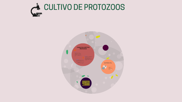 CULTIVO DE PROTOZOOS by Ana Muñoz on Prezi