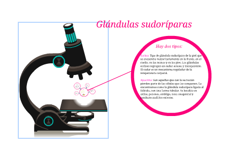 Glandulas ecrinas y apocrinas by Estefania Angarita on Prezi