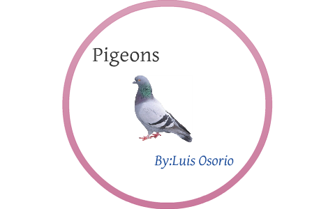 Pigeons- Wringer by Luis Osorio on Prezi