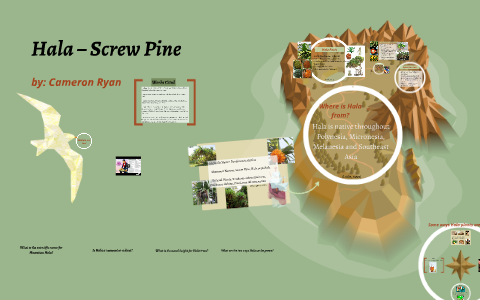 Hala – Screw Pine by Cameron Ryan on Prezi