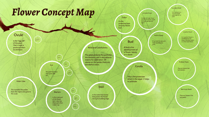 Flower Concept Map by Korynna Olson on Prezi