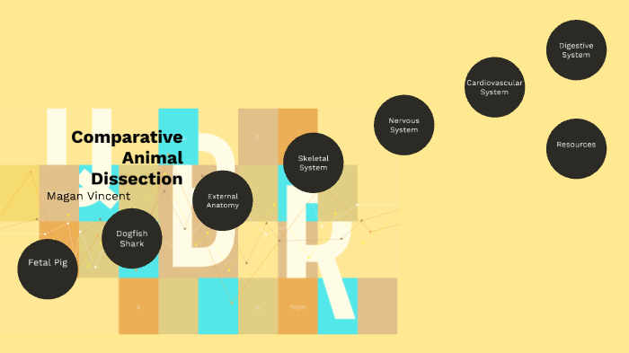 Comparative Animal Dissection by Magan Vincent on Prezi