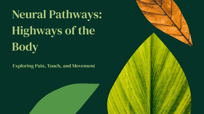 Neural Pathways: Highways of the Body by Kyndra Basham on Prezi