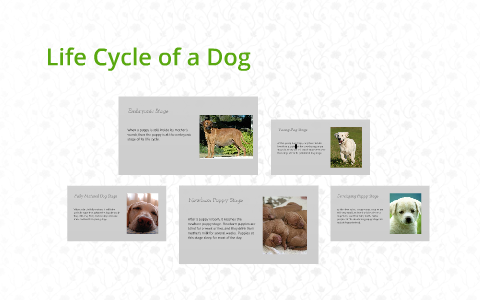 Life Cycle of a Dog by Elizabeth Werner on Prezi