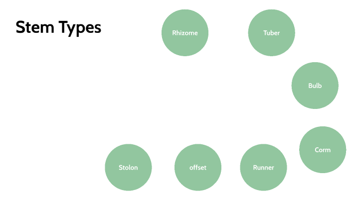 stem types by Addison Poe on Prezi