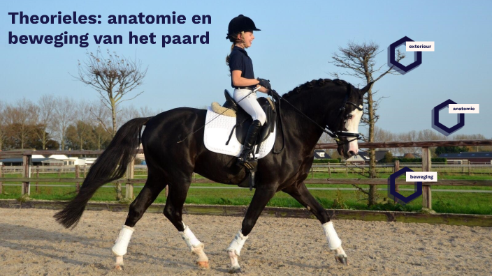 Anatomie van het paard by Ingrid Huisman on Prezi