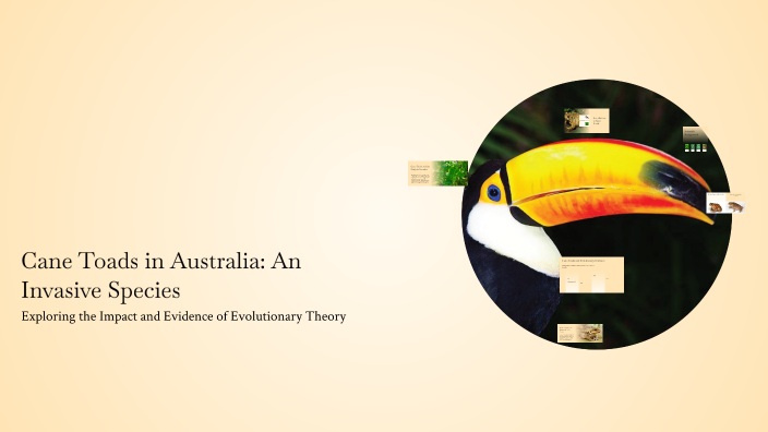 Cane Toads in Australia: An Invasive Species by Klaus itcus on Prezi