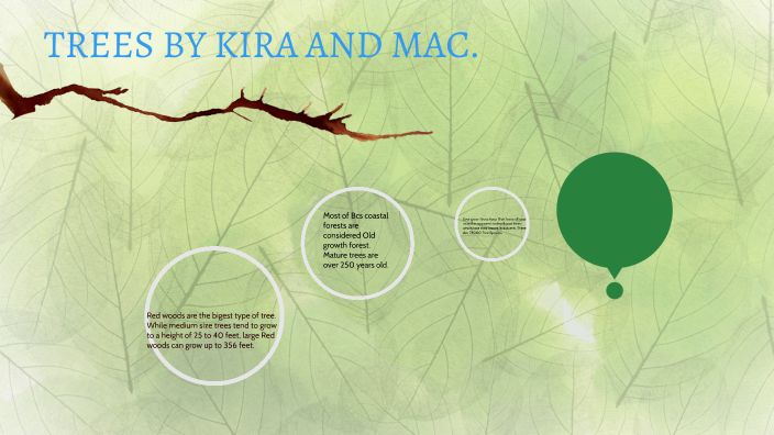 Trees by Division 19 on Prezi