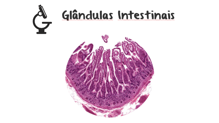 Células de Paneth by Carolyna Cavalheiro on Prezi