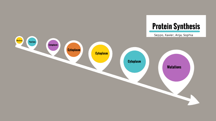 Protein Synthesis Model by seppo hill-ramier on Prezi