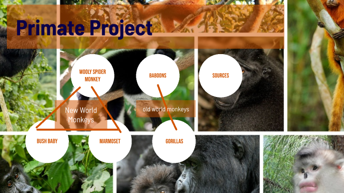 primate project by chloe stuart on Prezi